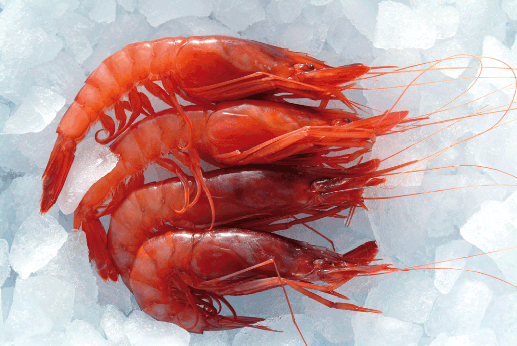Gamba Roja Red prawn | Dénia – Creative City